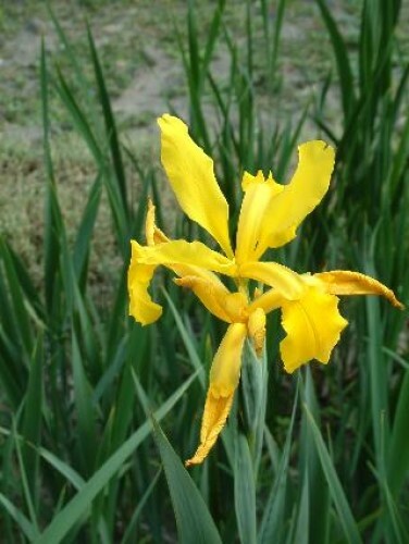 Iris crocea 5 seeds | eBay