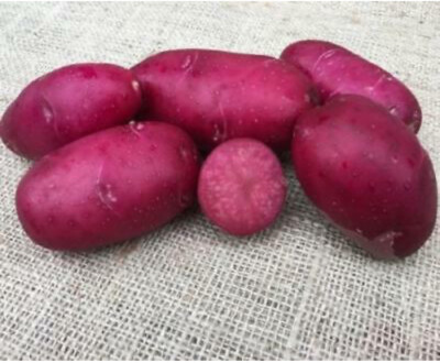 Heidi Red seed potatoes Main Crop organic- for planting,X20 Tubers, For ...