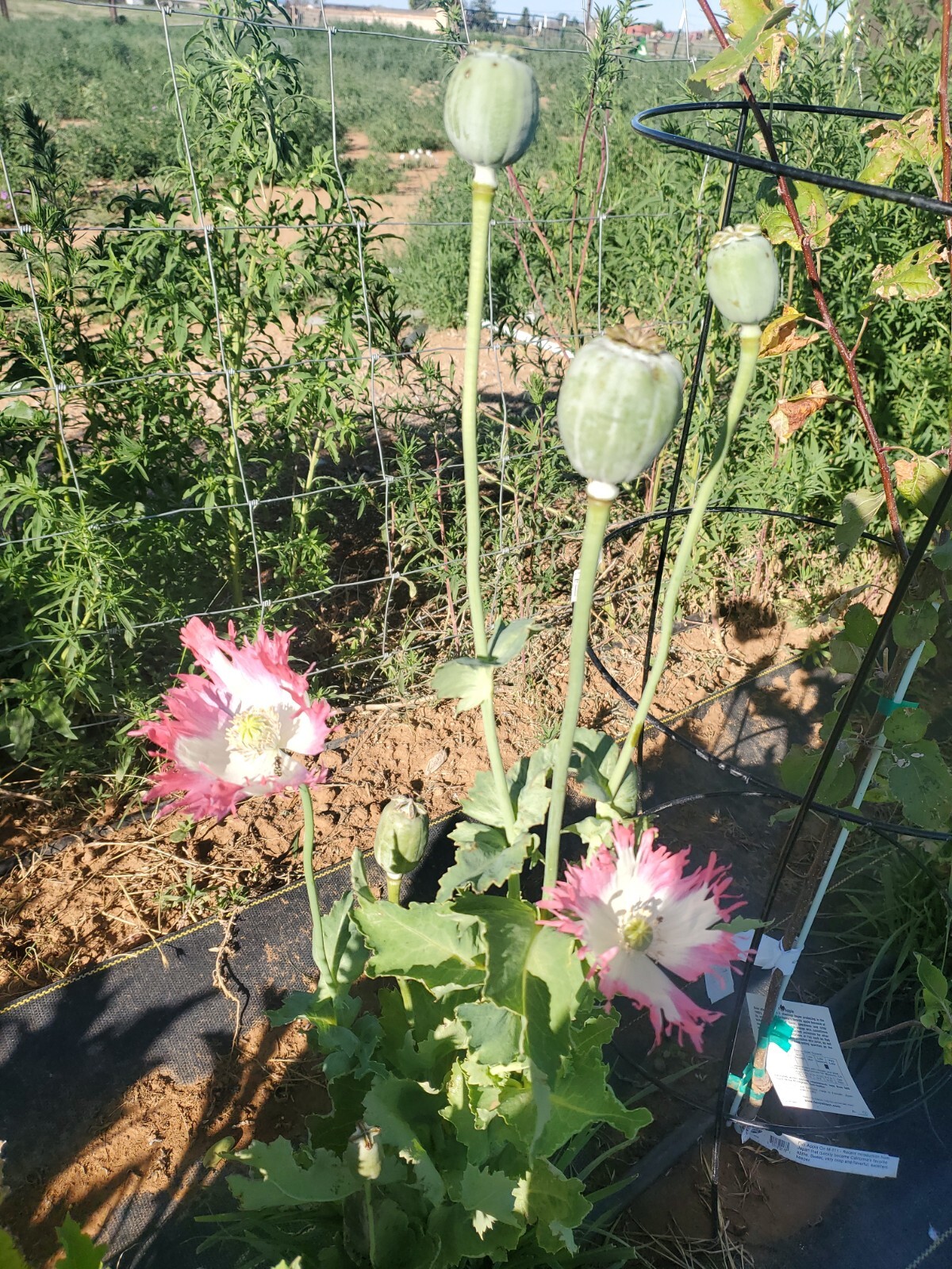 TRUE Galania Izmir Afghan Special Poppy Seeds 1500 Count RARE!!! | eBay