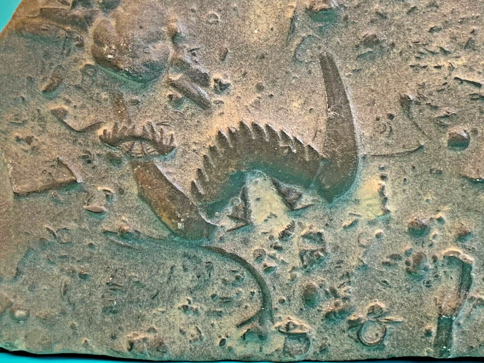 Prehistoric Fossil Bugs Reptiles Fish Worms Shaleslab Home Display | eBay