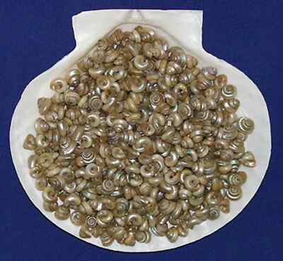 BULK Venetian Gold Tone Craft Seashells~Approx. (800 Shells) (1/4") 1/2 ...