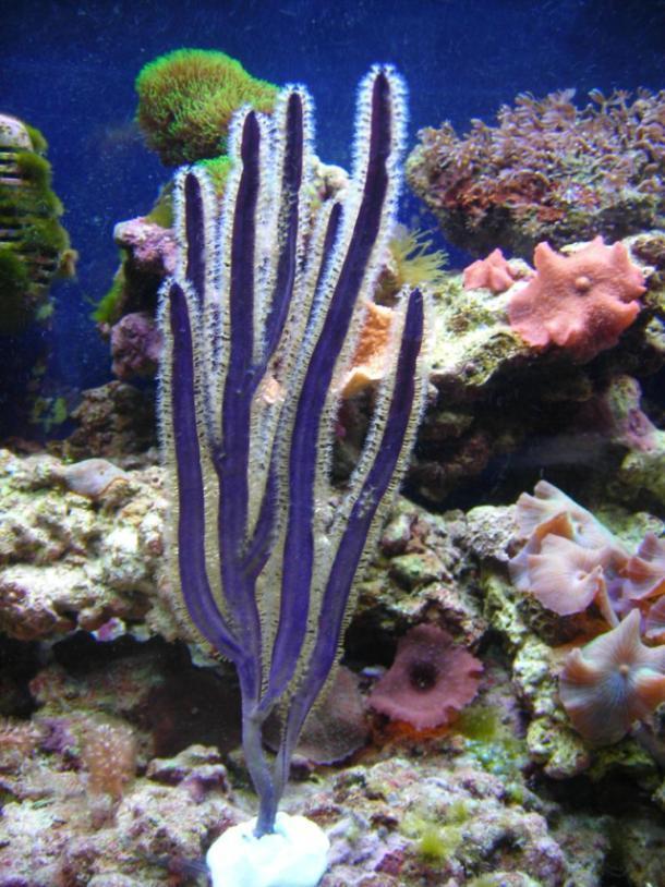 Purple Gorgonian Coral