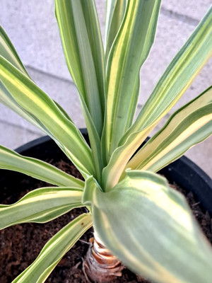 Yucca Gigantea 'Silver Star' Variegated Tree Plant Large 16Hx19W #5 | eBay