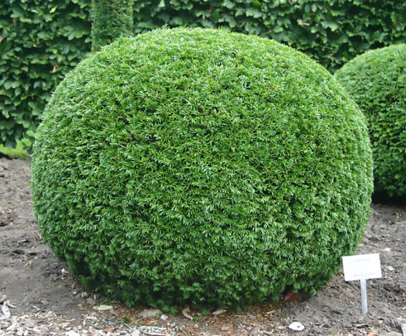 English Yew, Taxus baccata, Tree Seeds (Evergreen, Topiary, Bonsai) | eBay