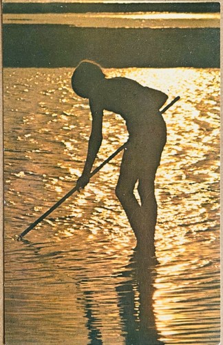 Cape Cod Boy Rakes Quahaugs Massachusetts Vintage Postcard c1960 | eBay