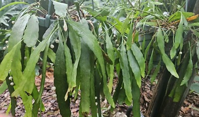 Rhipsalis ramulosa 4 Leaf Cuttings Pseudorhipsalis Mistletoe Cactus ...