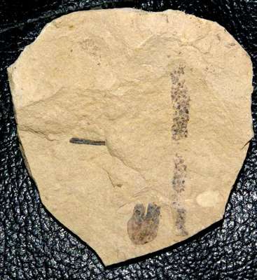 Rare Permian, Lopingian fossil seed | eBay