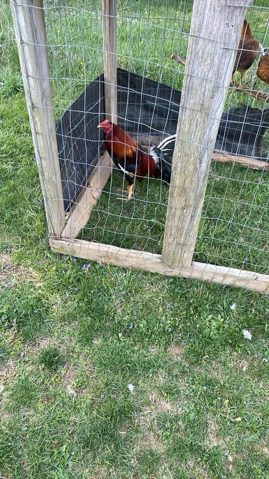 Pure Kearney Whitehackle gamefowl | eBay