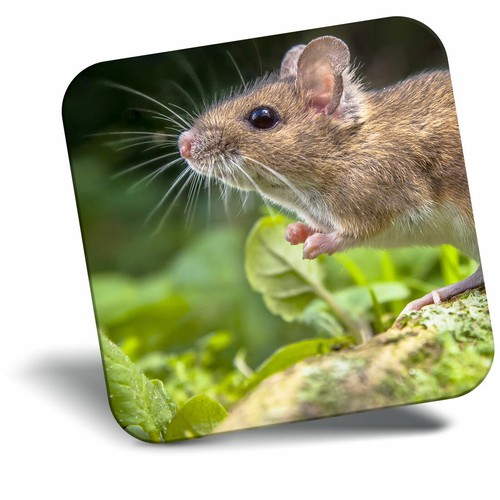 Awesome Fridge Magnet - Tiny Mouse Rodent Mice Cool Gift #14562 | eBay UK