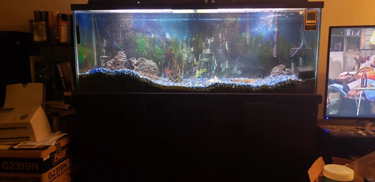 100 Gallon Fish Tank