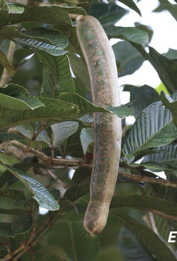 Guama Sprouted 8 Seeds (Ice-Cream Bean) Guaba Fruit pepeto Inga | eBay