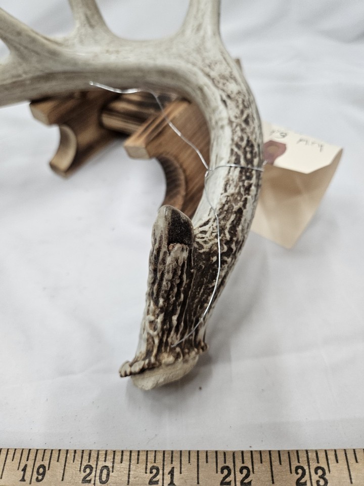 Wild Whitetail Deer Antler Shed Horn Rack Decor 6 Point Man Cave Decor ...