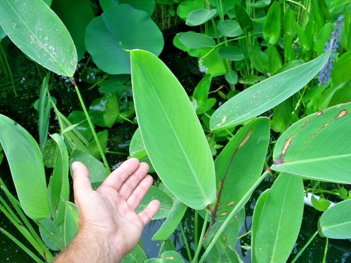HARDY THALIA / WATER CANNA PLANT ( THALIA DEALBATA ) | eBay