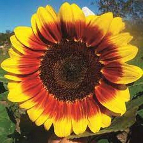 SUNFLOWER SOLAR ECLIPSE FLOWER SEEDS Cut Flower Garden Solar Eclipse ...