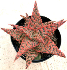 Aloe Marlothii: Ultimate Guide for Growing a Problem-free Succulent ...