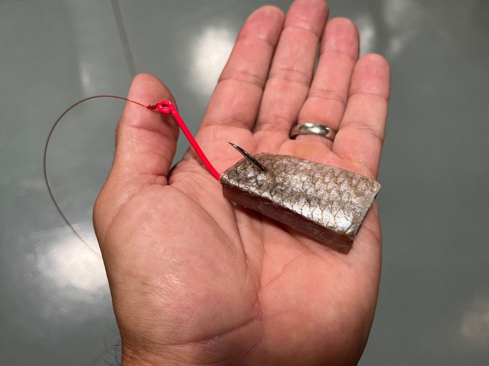 REAL Catfish Bait, Real Cutbait, No Refrigeration, Stays on Hook, SHAD ...