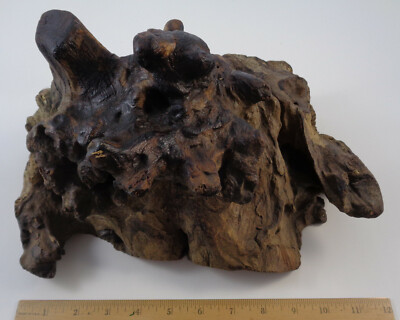 Gnarled burl (?) driftwood for beach display aquarium terrarium bookend ...