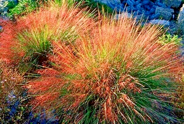 30 UNDAUNTED RUBY MUHLY GRASS SEEEDS - Muhlenbergia reverchonii ...