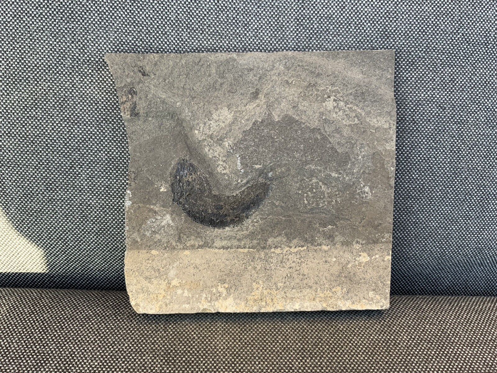 Rare Fossil Fish Specimen Complete, Durham, UK. Palaeoniscus Species ...