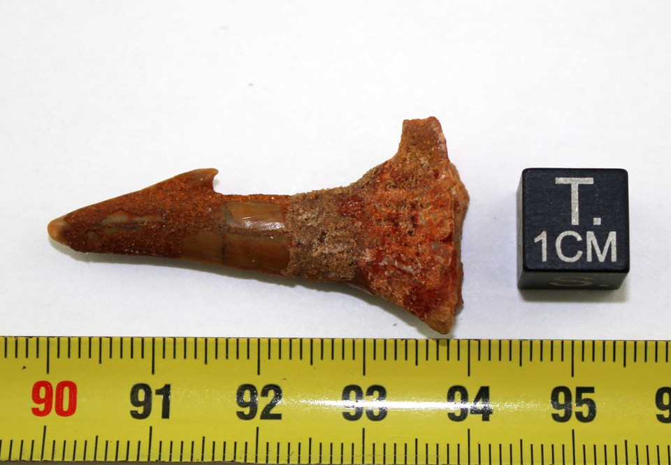 1 Dente Rostrale Fossile Di Squalo Onchopristis Numidus ( Marocco - 039 ...