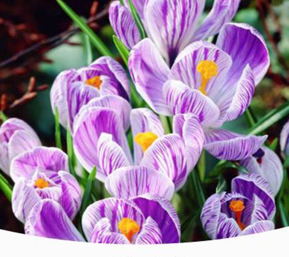 20 EXOTIC RARE CROCUS SEEDS for garden flower beds plant bush USA ...