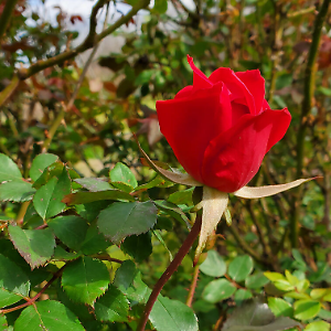 Bella Bellezza | eBay Stores