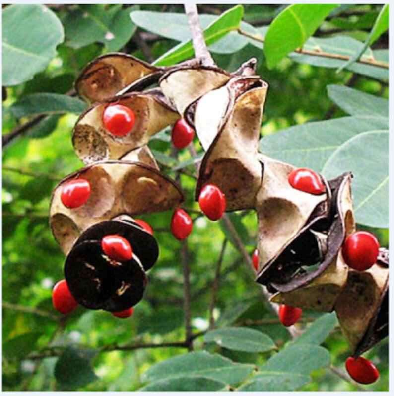 Red Sandalwood seeds (Lal Chandan) Tree Seeds, sandalwood red seeds | eBay