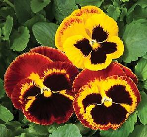 Pansy Colossus Fire 250 seeds | eBay