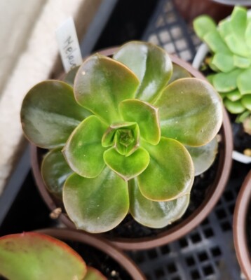Melaco - Echeveria succulent with root ball DISCOUNT for any 2+ | eBay ...