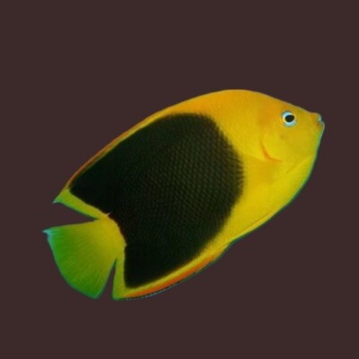 Rock Beauty Angelfish Small 1.75-3" (Holacanthus tricolor) Marine Fish ...