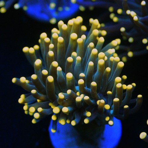 CS MIAMI HURRICANE TORCH - WYSIWYG - LIVE CORAL - Frag - SPS LPS ZOAS ...