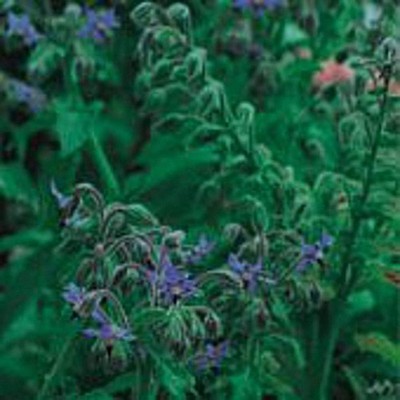 Borage Seeds (25 Seed Packet) (More Heirloom, Organic, Non GMO ...