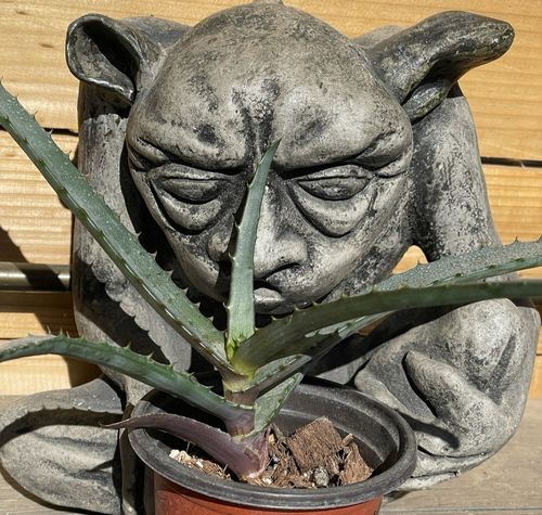 ALOE RUPESTRIS - rare single stem tree aloe seedling -- SEED GROWN!! | eBay