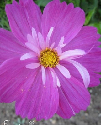 COSMOS Sensation 'Double Click Violet' Cosmos bipinnatus ♫ Graines ...