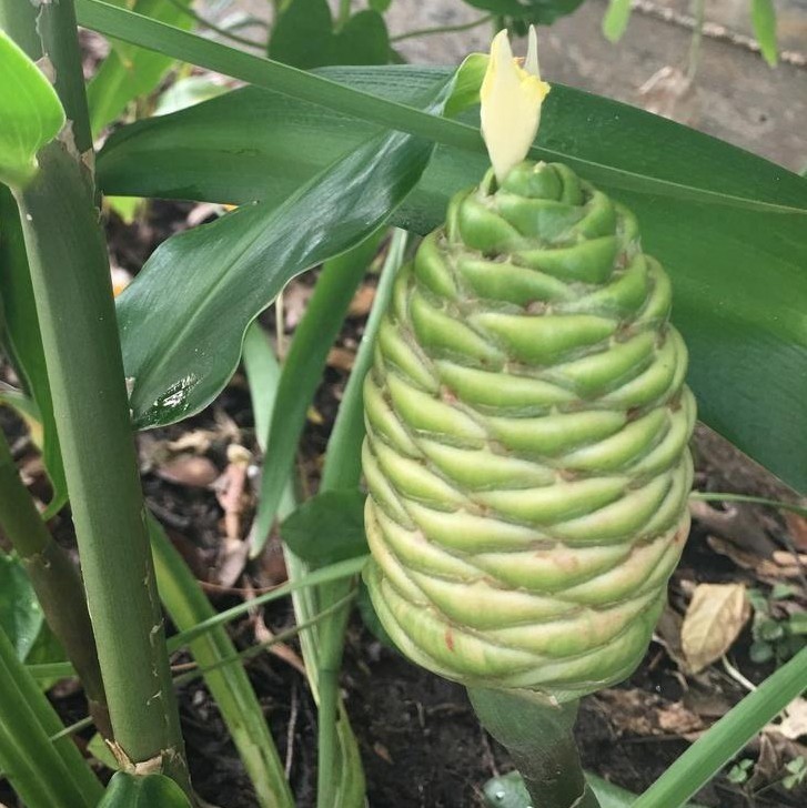 15 Shampoo Ginger Zerumbet Rhizomes Zingiber Roots Pinecone Free ...