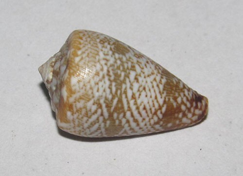 21 mm Conus Damottai Galeao Cone seashell From Boavista Island, Cape ...