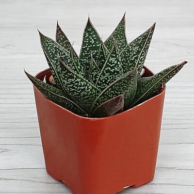 Succulent Live Plant - Gasteria Flow - Live Plants In 2" Pot | eBay