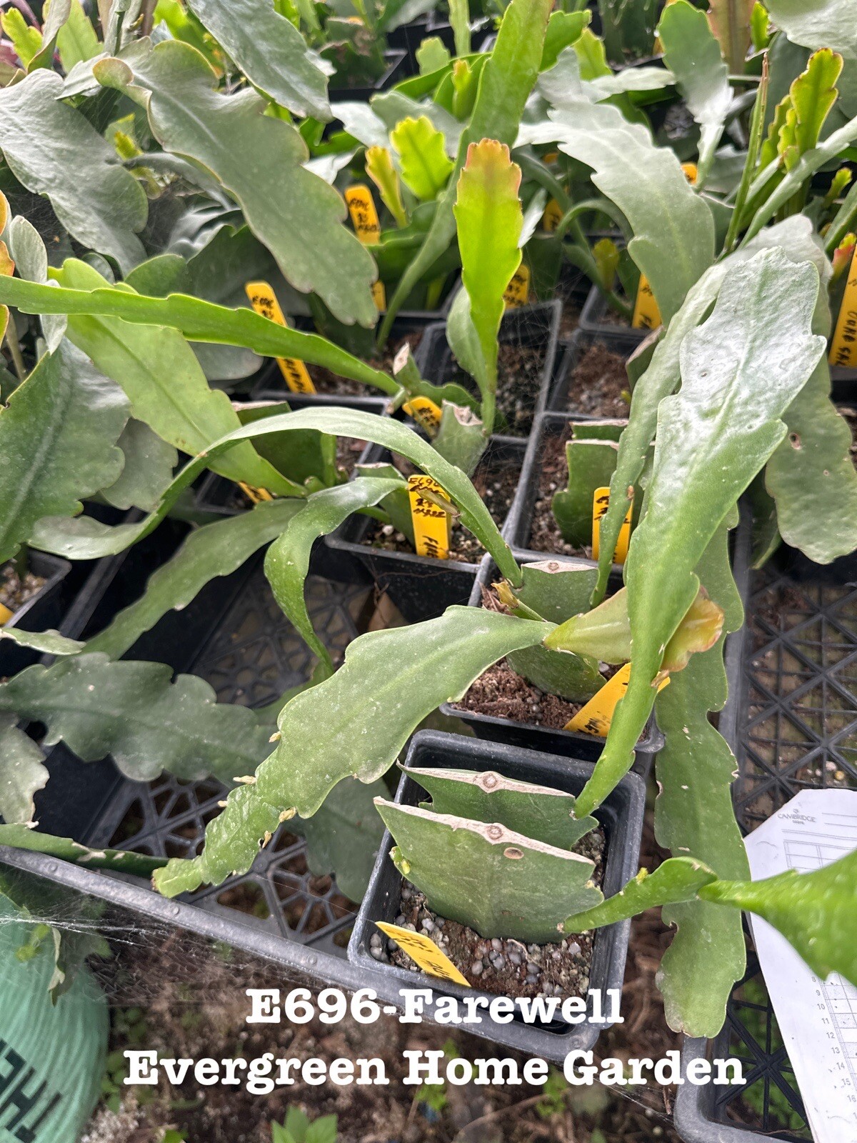 Rooted Epiphyllum Orchid Cactus “June Salute” Growing In 4” Starter Pot ...