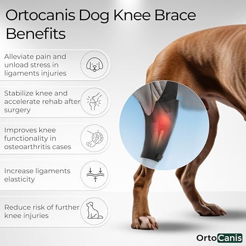 Ortocanis Dog Knee Brace for Torn Acl Right Leg Size Medium (11,5 - 12 ...