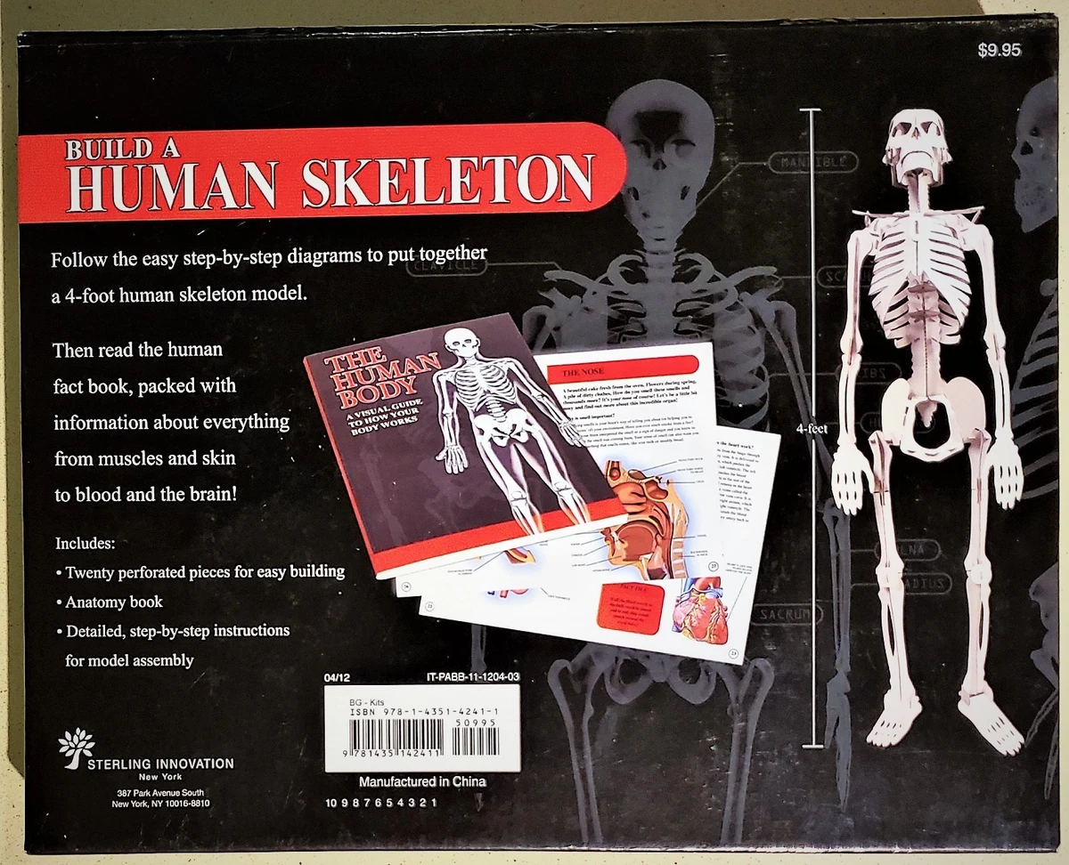 Build A Human Skeleton