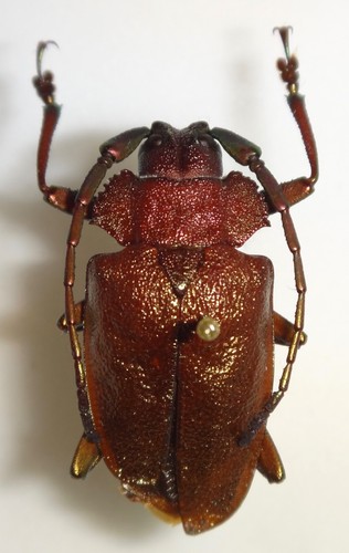 RARE Prioninae Pyrodes nitidus Brazil #13 Hileolaspis Longhorn Beetle ...