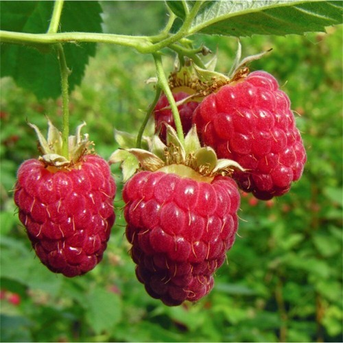 1 Pack 100 Red Raspberry Seeds Rubus idaeus Seed Organic Fruit | eBay ...