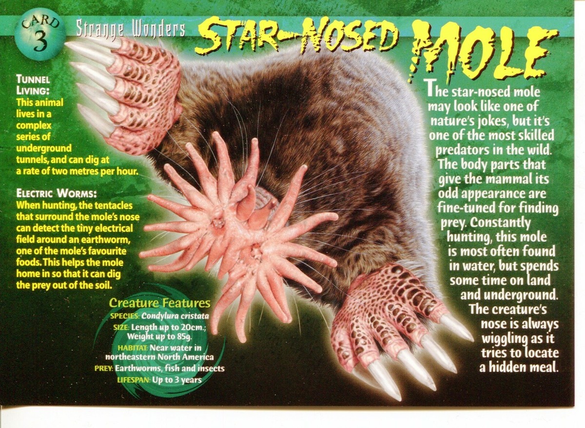 Weird Animals Star Nosed Moles Discover The Fascinating Star Nosed