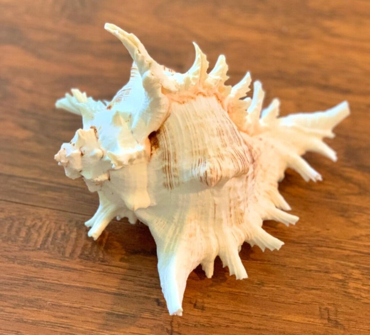 Large Natural Conch Seashell Murex Ramosus 7"- 8" Rare Real Aquarium ...