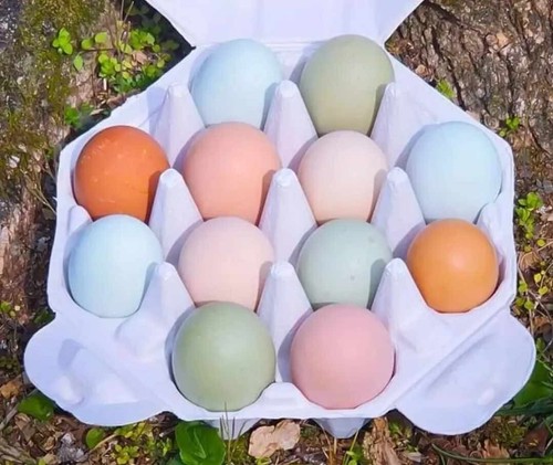 5+1 Rainbow Mix Chicken Hatching Eggs - NPIP Certified - Fresh ...
