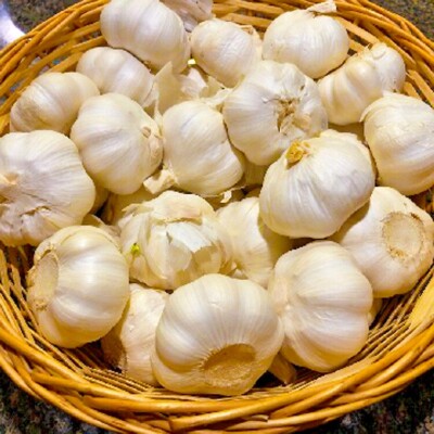 German GARLIC Bulbs 1/2 - 10lbs Fresh Organic Heirloom Hardneck Plant ...