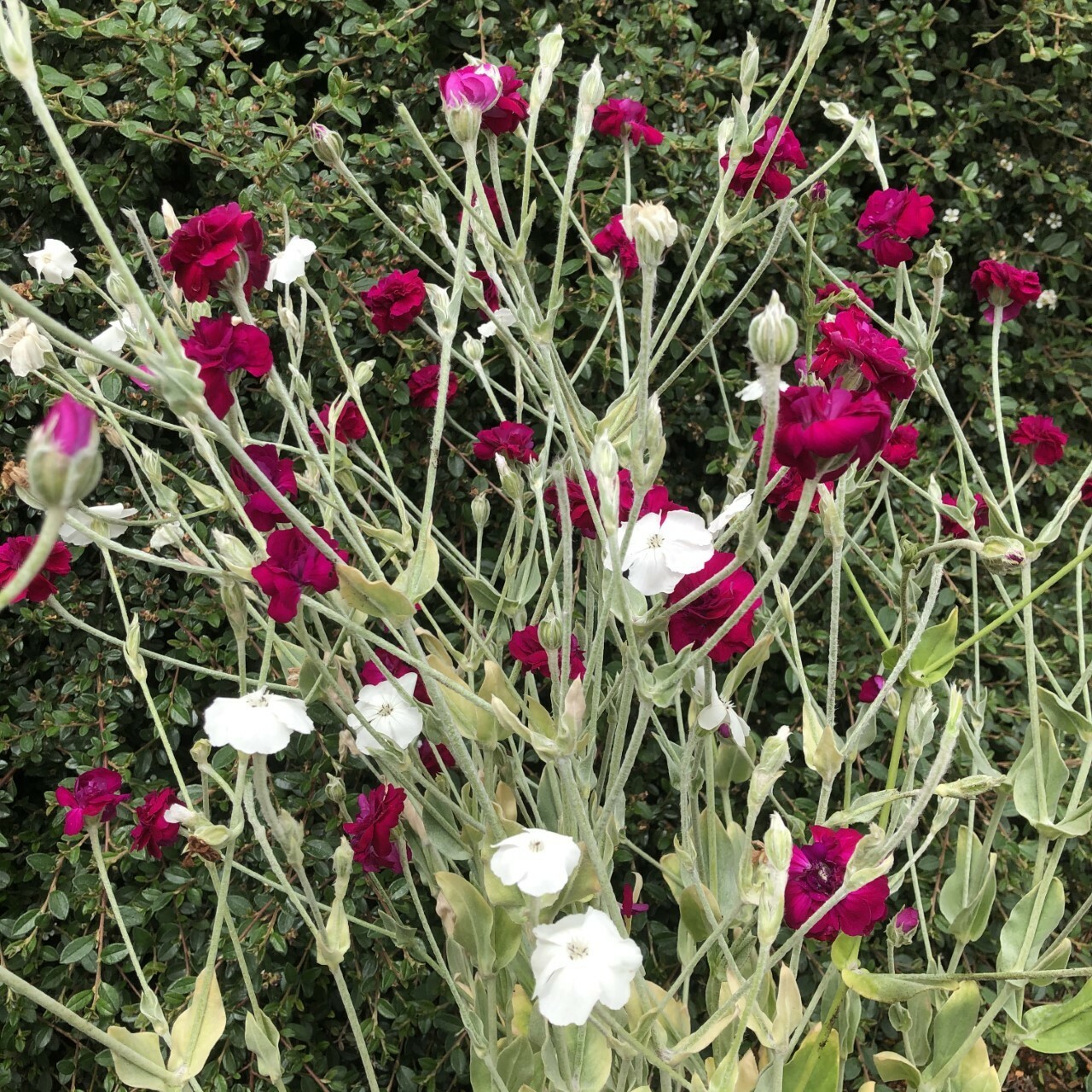 Lychnis Gardeners World and Alba Rose Campions 2 x 9cm pots Garden ...
