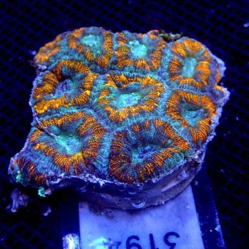 Orange and Teal Acan Coral Frag Large WYSIWYG - Indigo Corals - IC 3194 ...