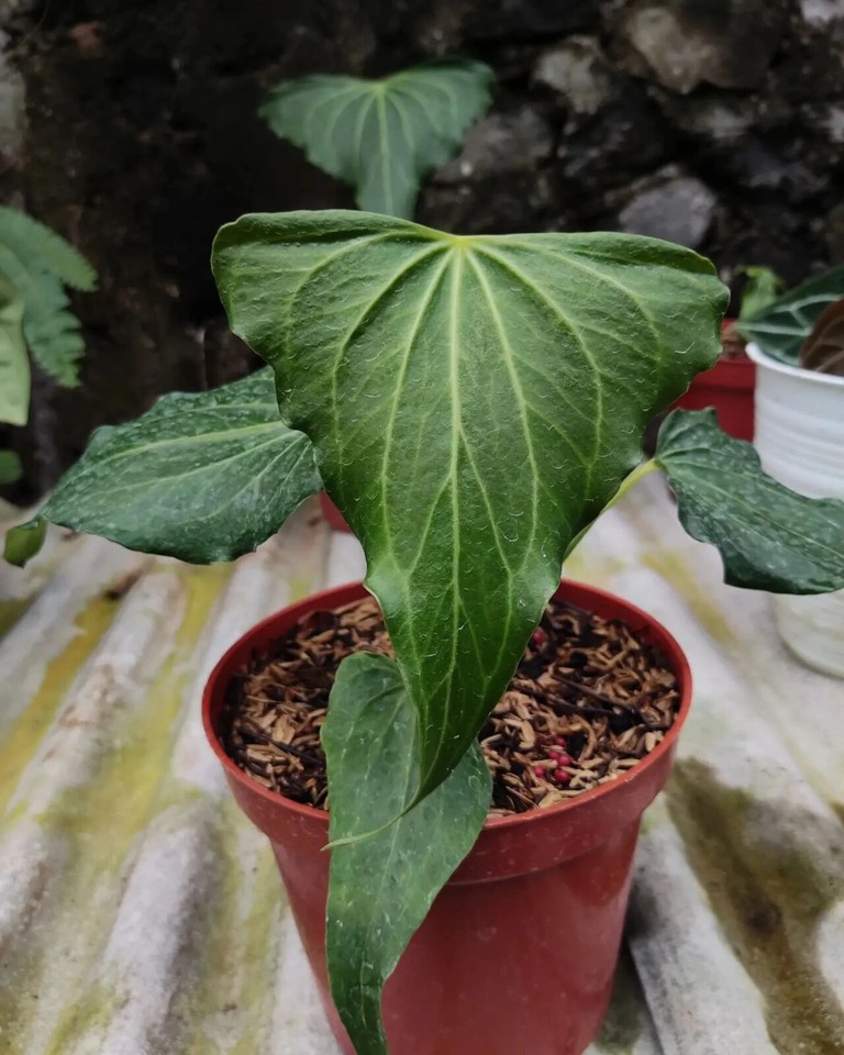 Anthurium delta force - rare anthurium | eBay