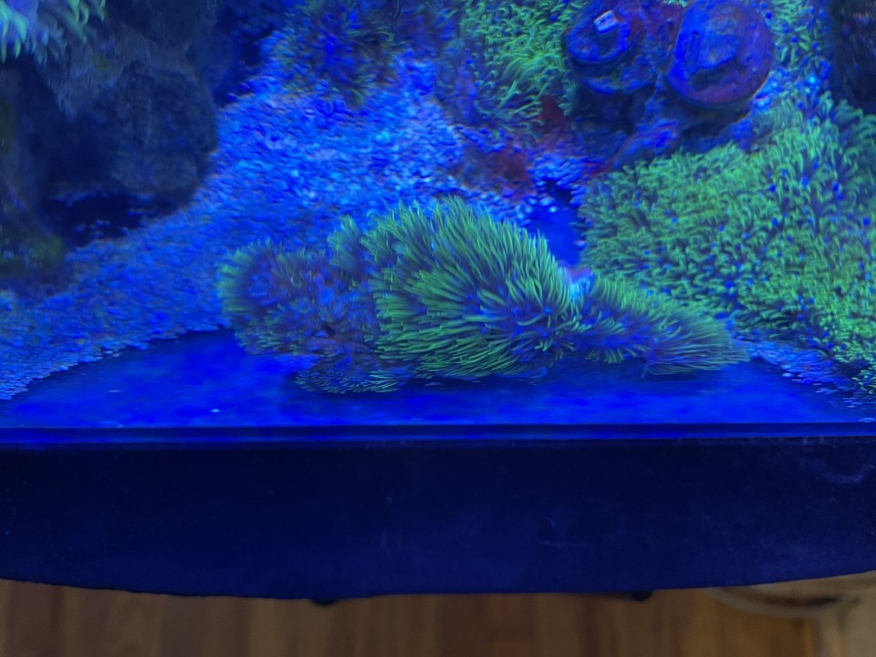 WYSIWYG Live Green Star Polyps GSP Corals | eBay